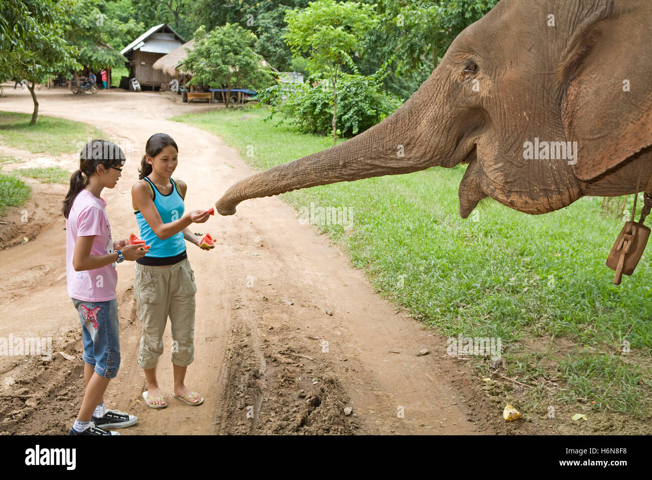 children feeding elephants Stock Photo - Alamy