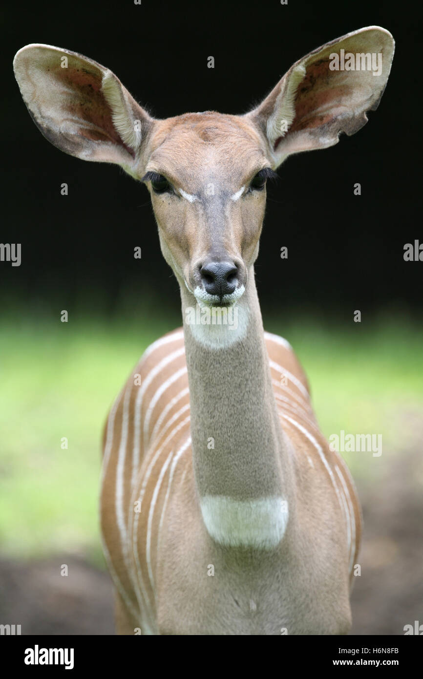 Kleiner kudu hi-res stock photography and images - Alamy