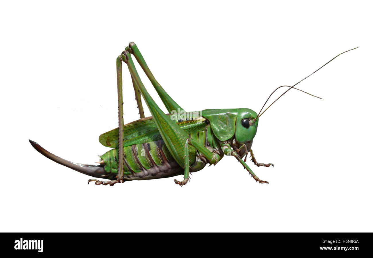 Grasshopper insects hi-res stock photography and images - Alamy