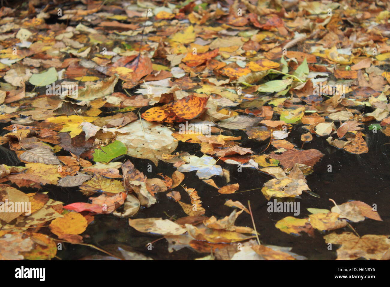 Large leaf floating on water hi-res stock photography and images - Alamy