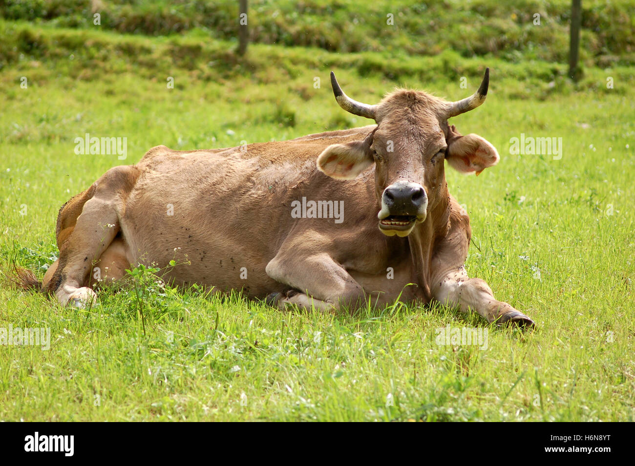 Bull teeth hi-res stock photography and images - Alamy