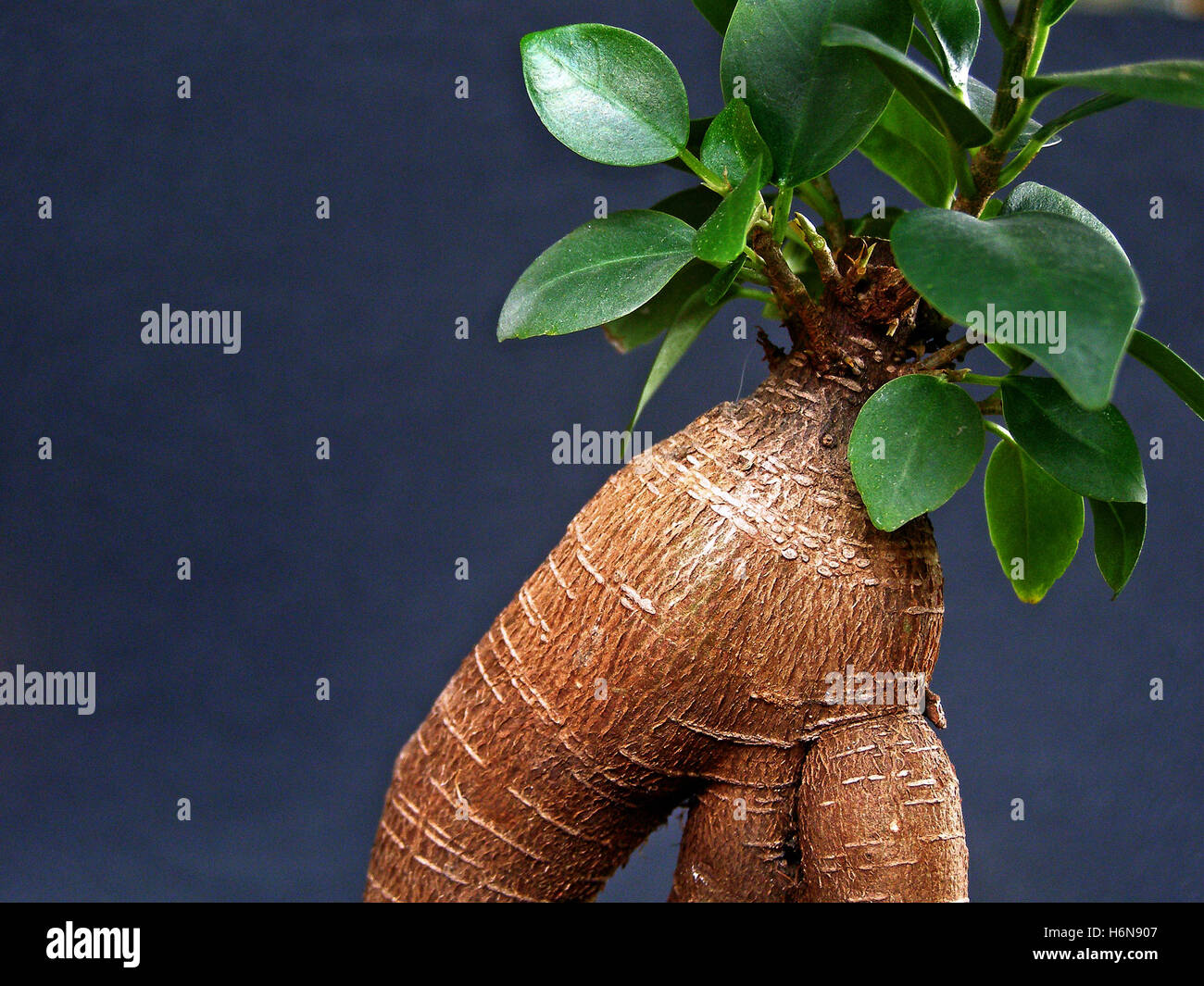 Medicinal fruits hi-res stock photography and images - Alamy