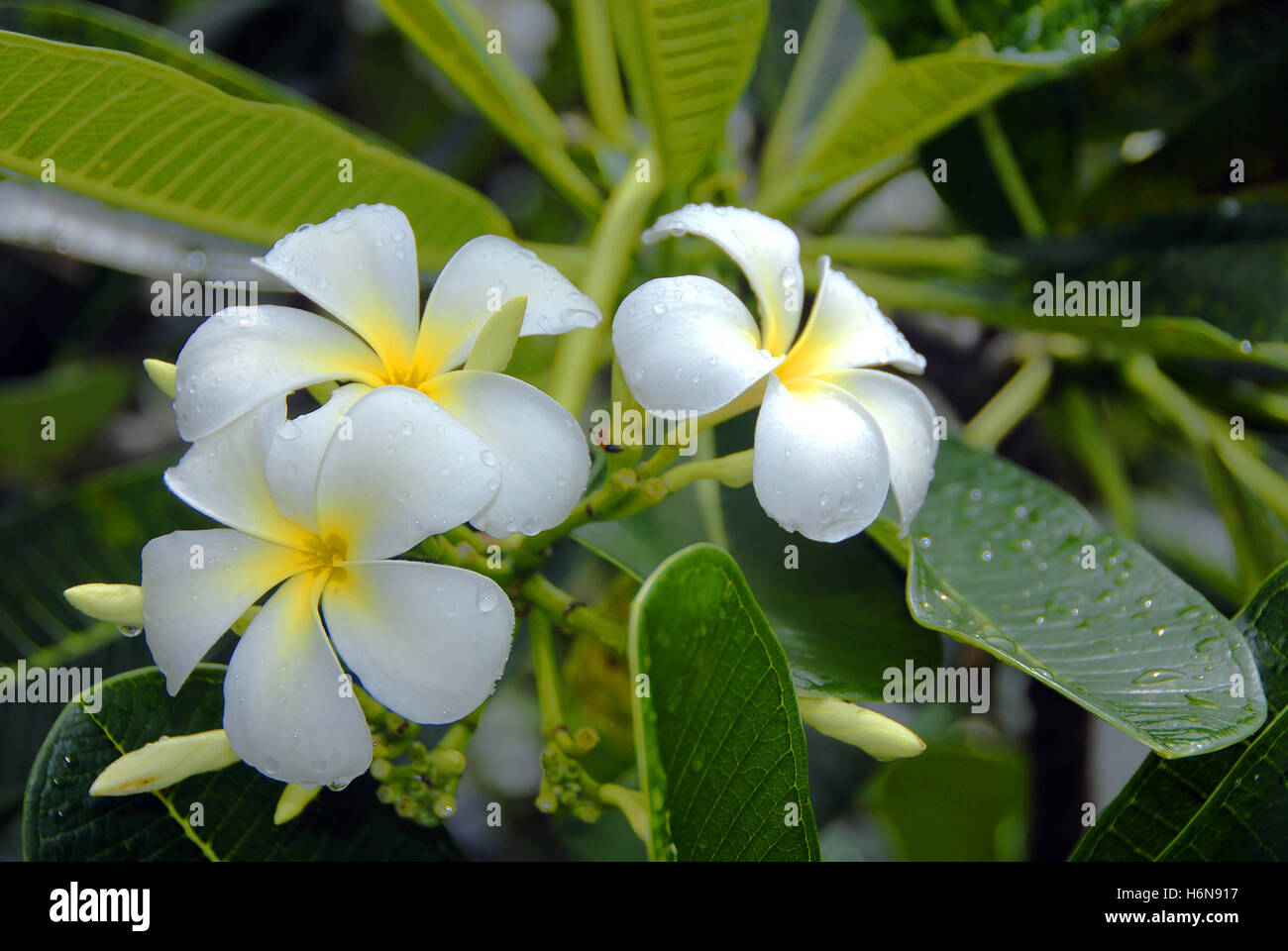 Franchipani hi-res stock photography and images - Alamy