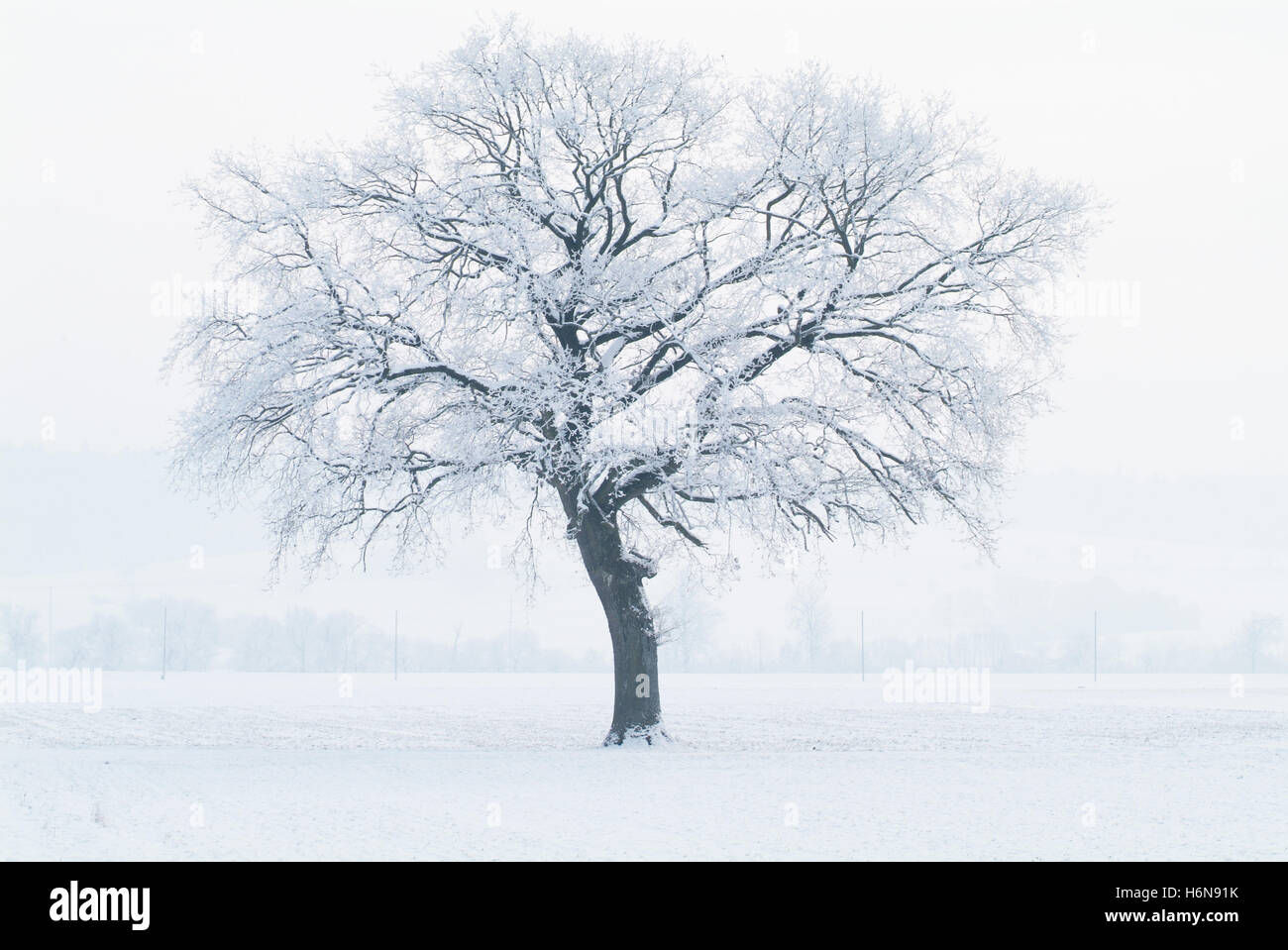 tree in winter Stock Photo - Alamy