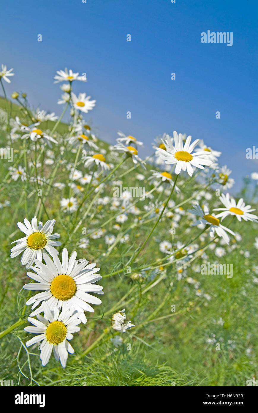plants flowers Stock Photo - Alamy