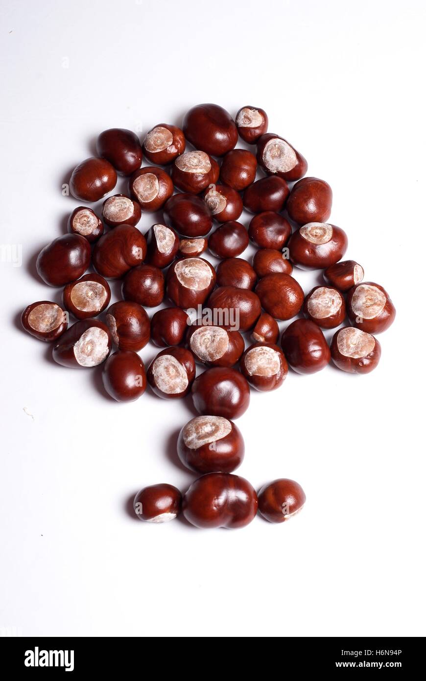 Kastanienbaum hi-res stock photography and images - Alamy