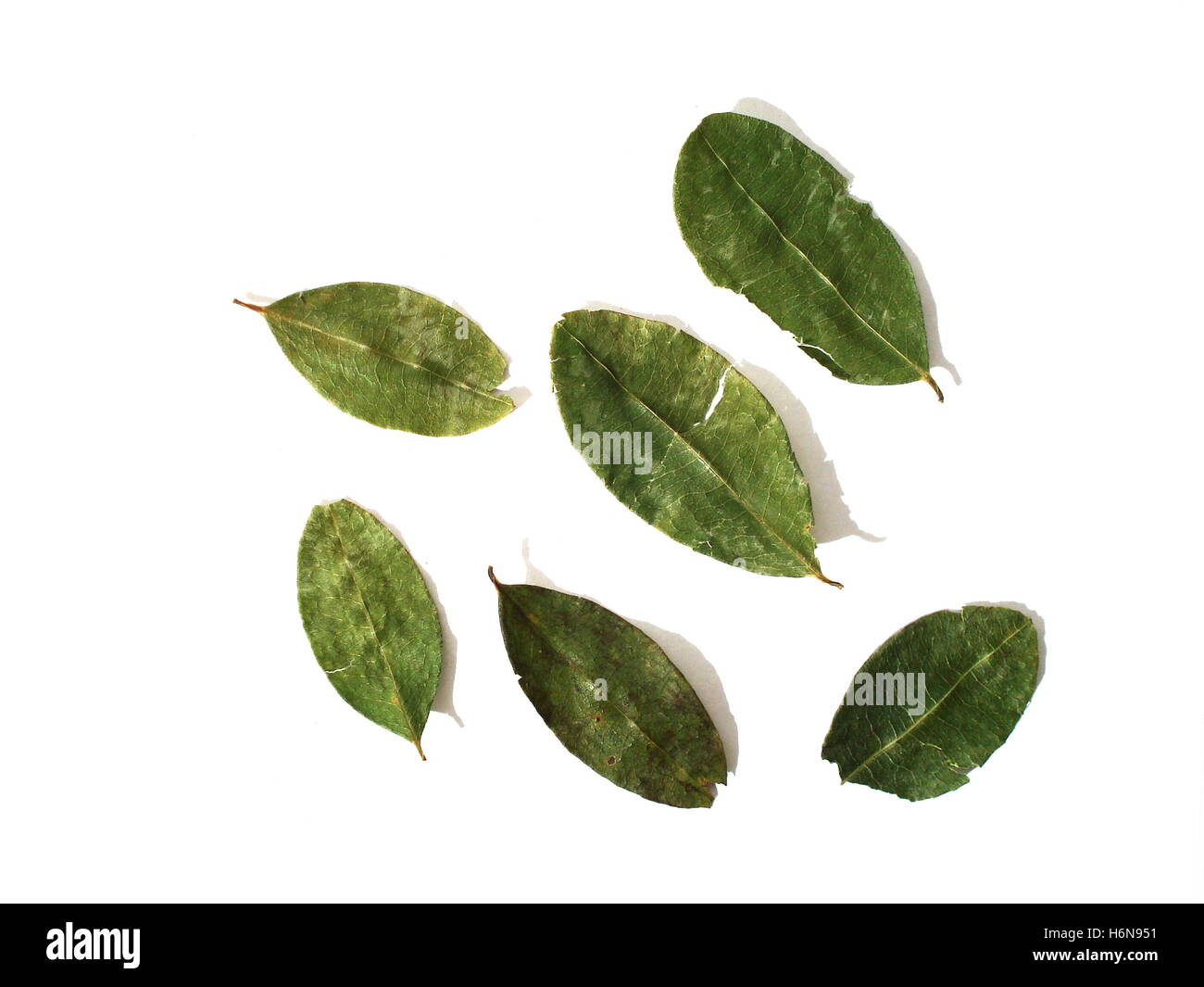 Highland texture Cut Out Stock Images & Pictures - Alamy