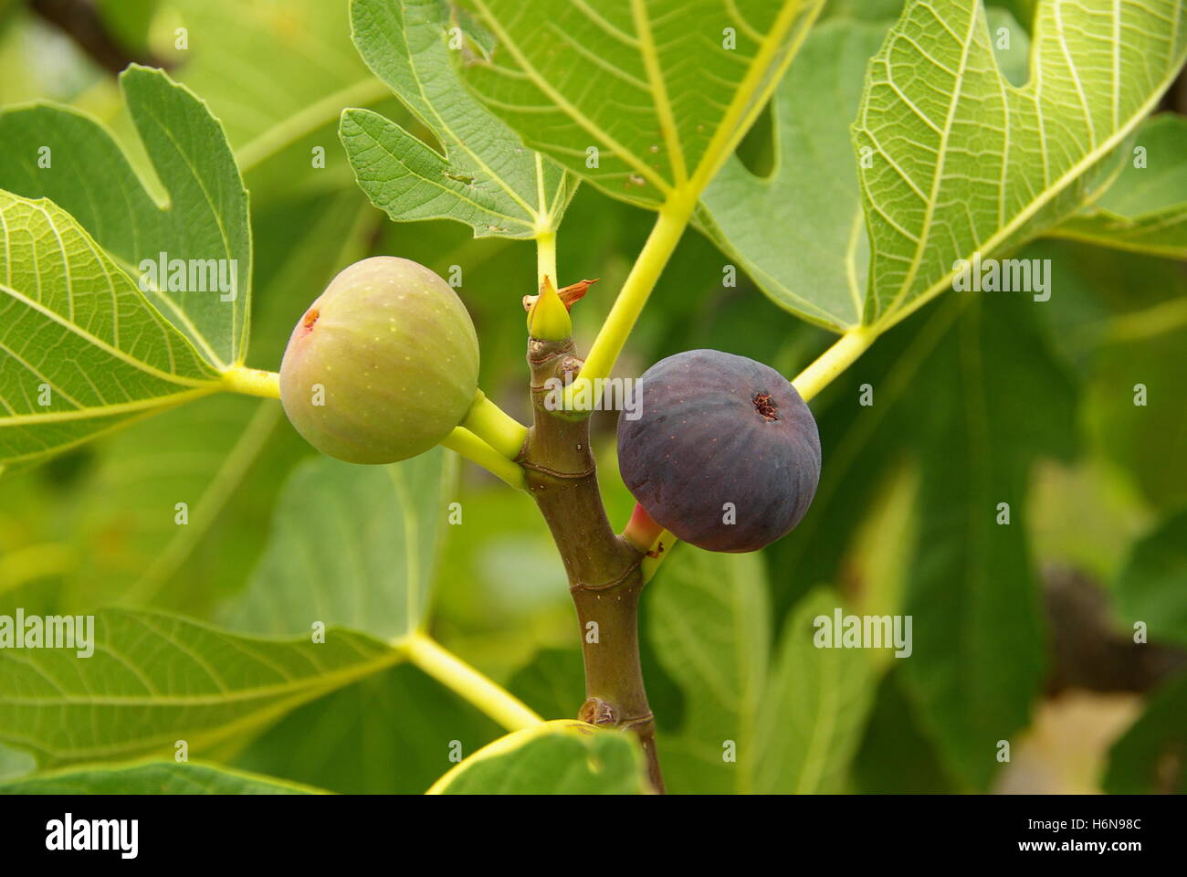 Barren fig tree hi-res stock photography and images - Alamy