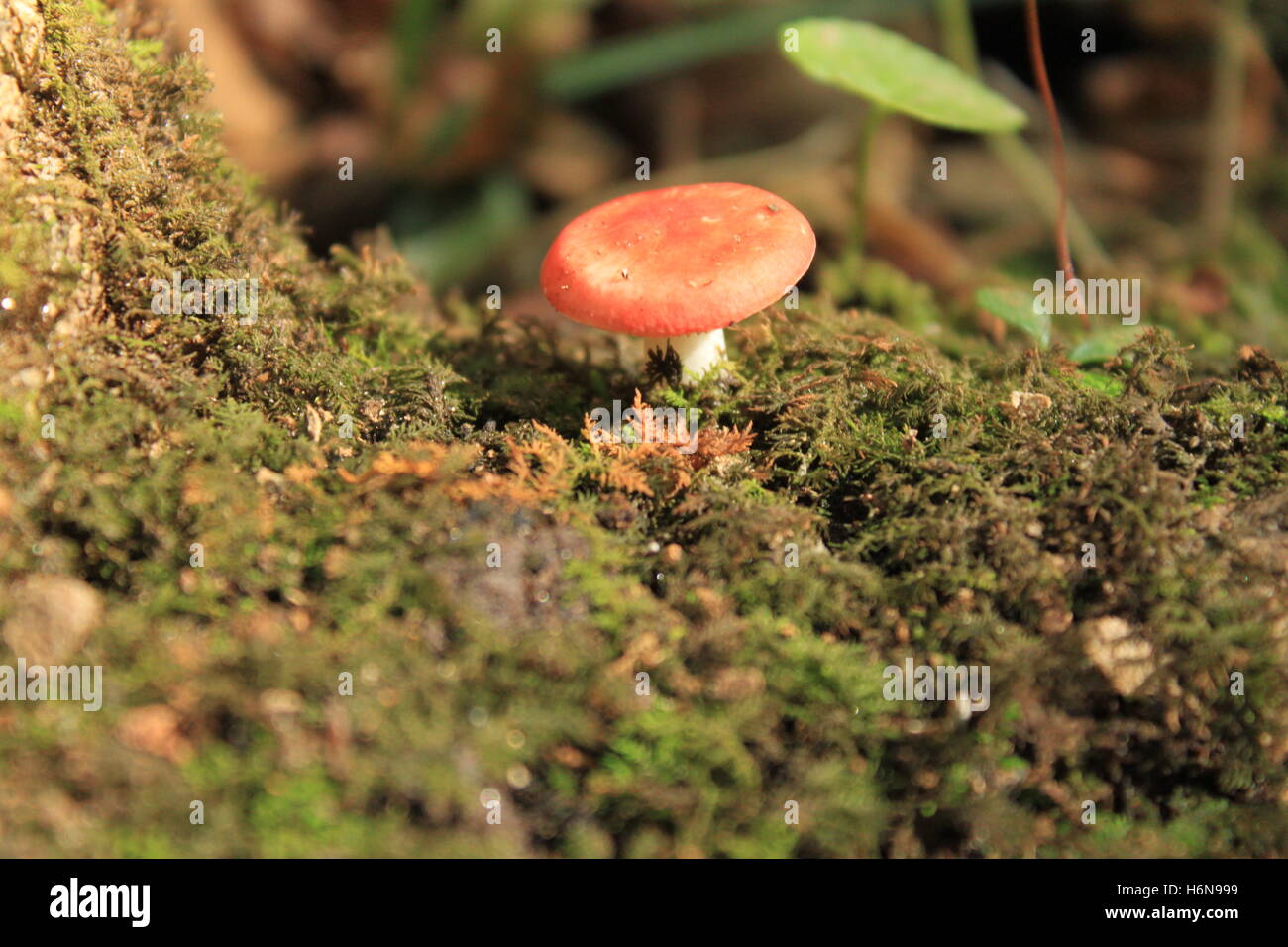 Red fungi hi-res stock photography and images - Alamy