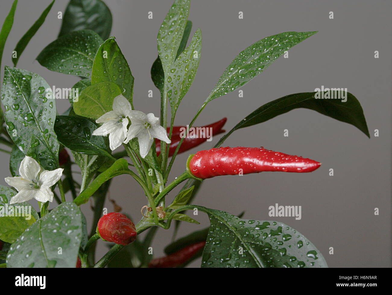 Chilli Plants Stock Photos & Chilli Plants Stock Images - Alamy
