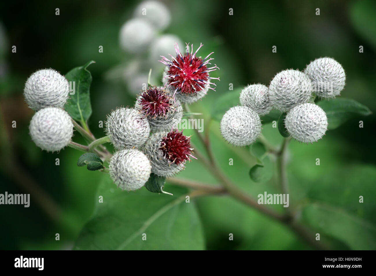 Articum tomentosum hi-res stock photography and images - Alamy