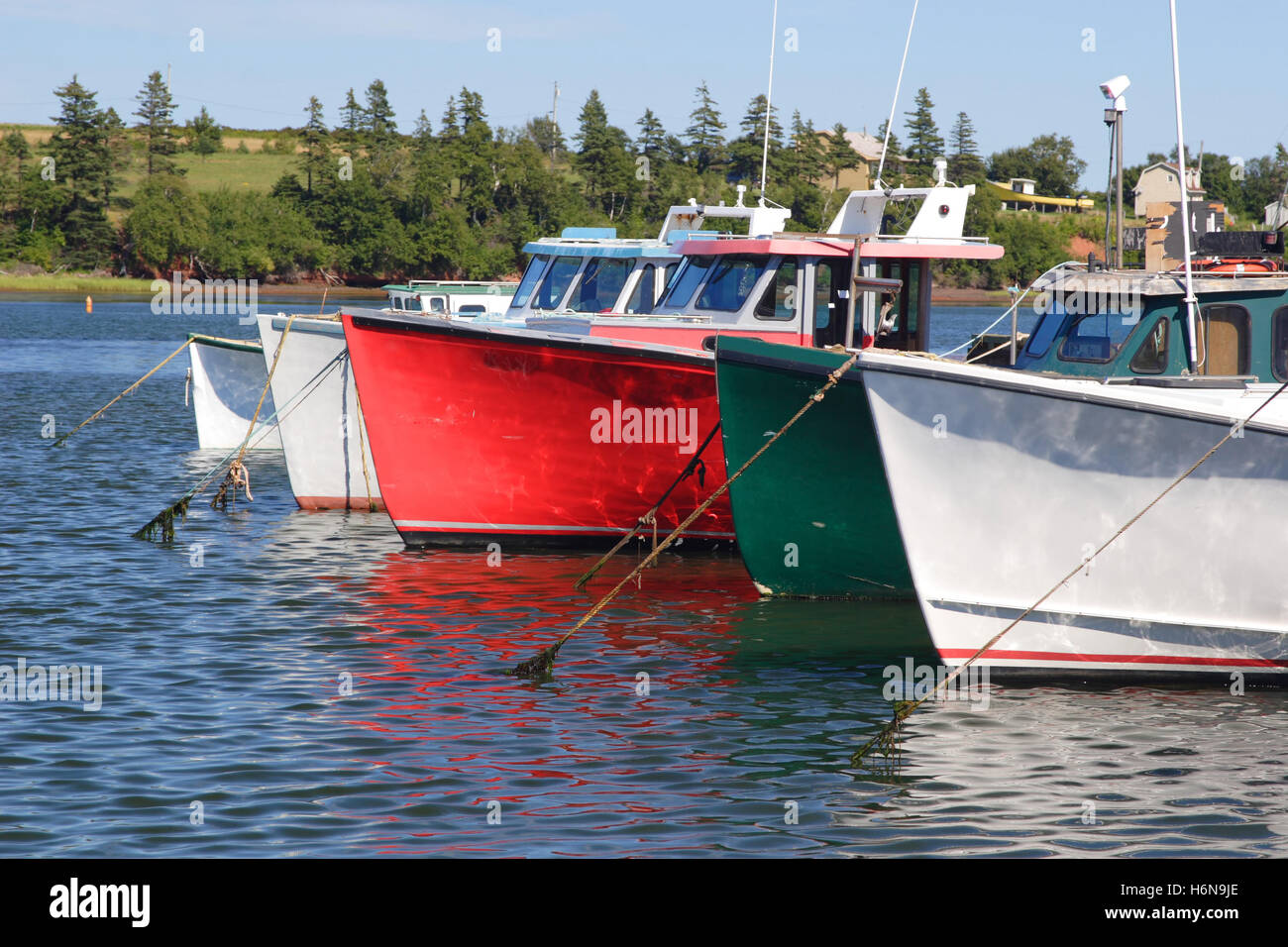 America fish hi-res stock photography and images - Alamy