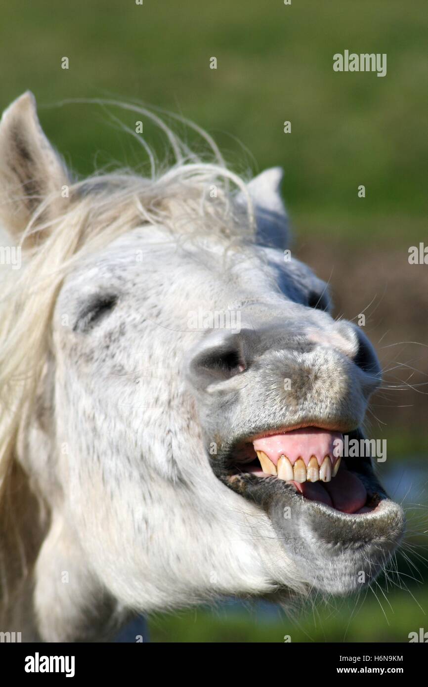 Heartily hi-res stock photography and images - Alamy