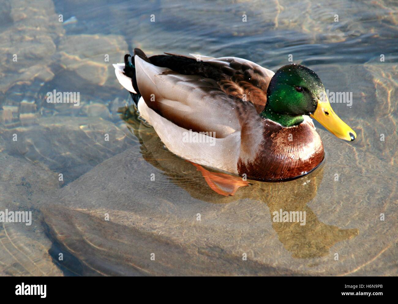 Proud Duck High Resolution Stock Photography and Images - Alamy