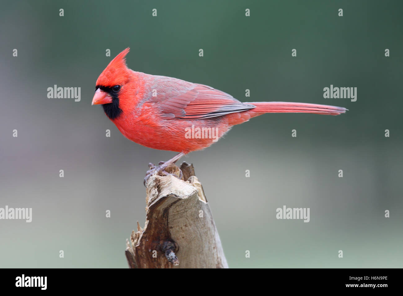 Red cardinal birds hi-res stock photography and images - Alamy