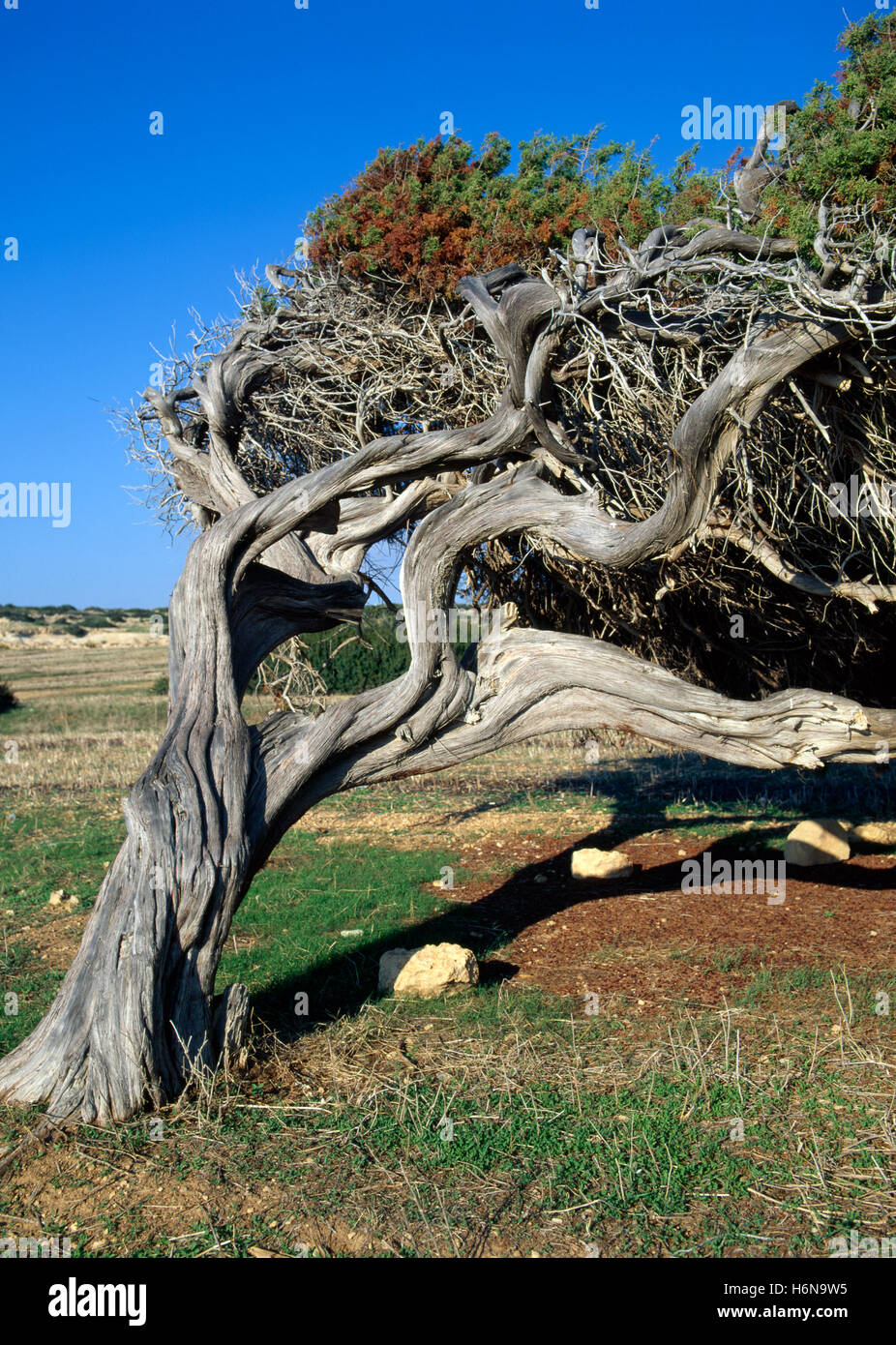 Wind and bend trees hi-res stock photography and images - Alamy