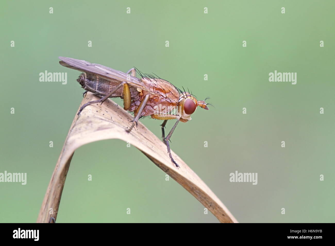 Marsh fly, Tetanocera ferruginea Stock Photo - Alamy