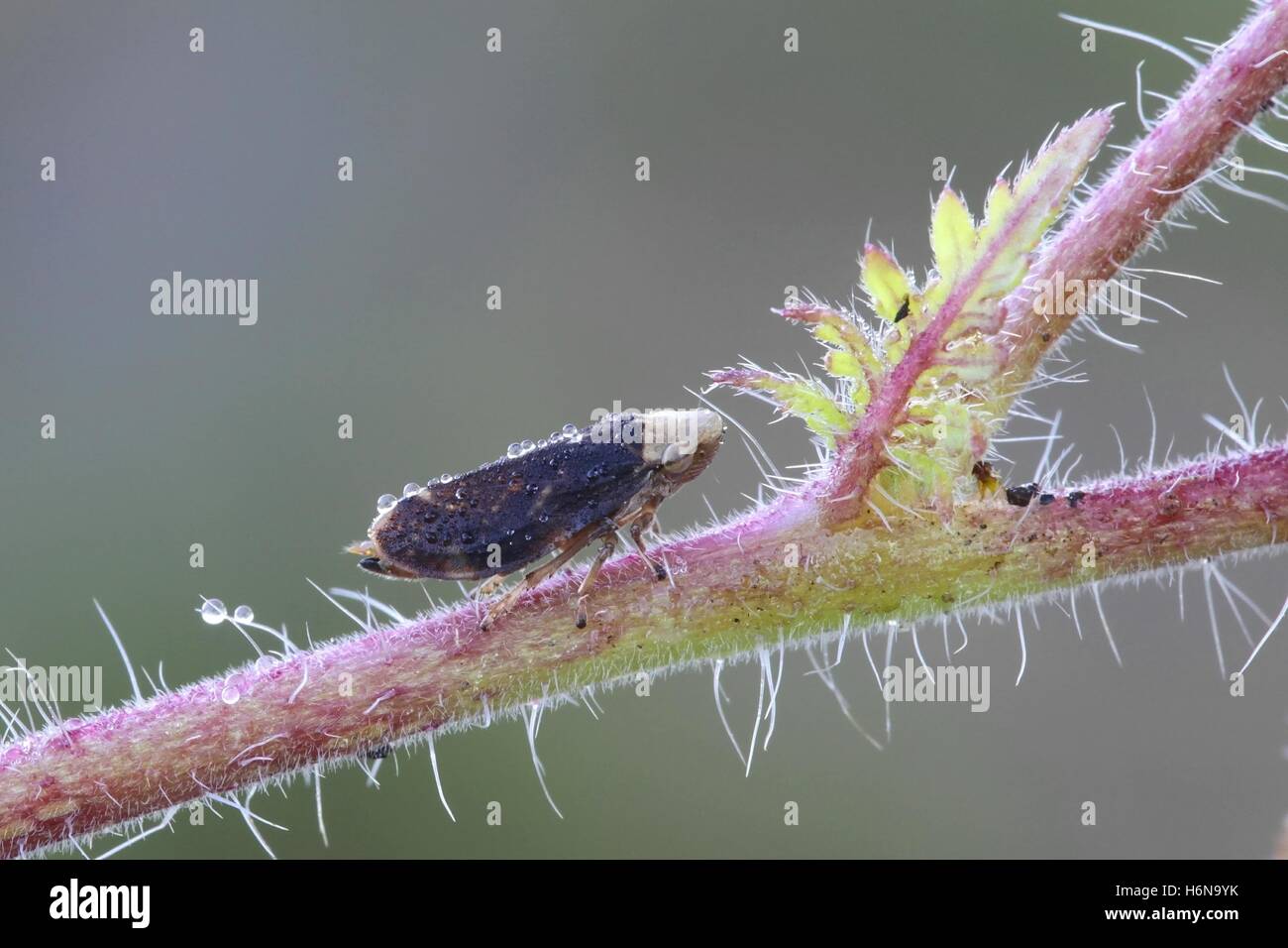 Spittle bug hi-res stock photography and images - Alamy