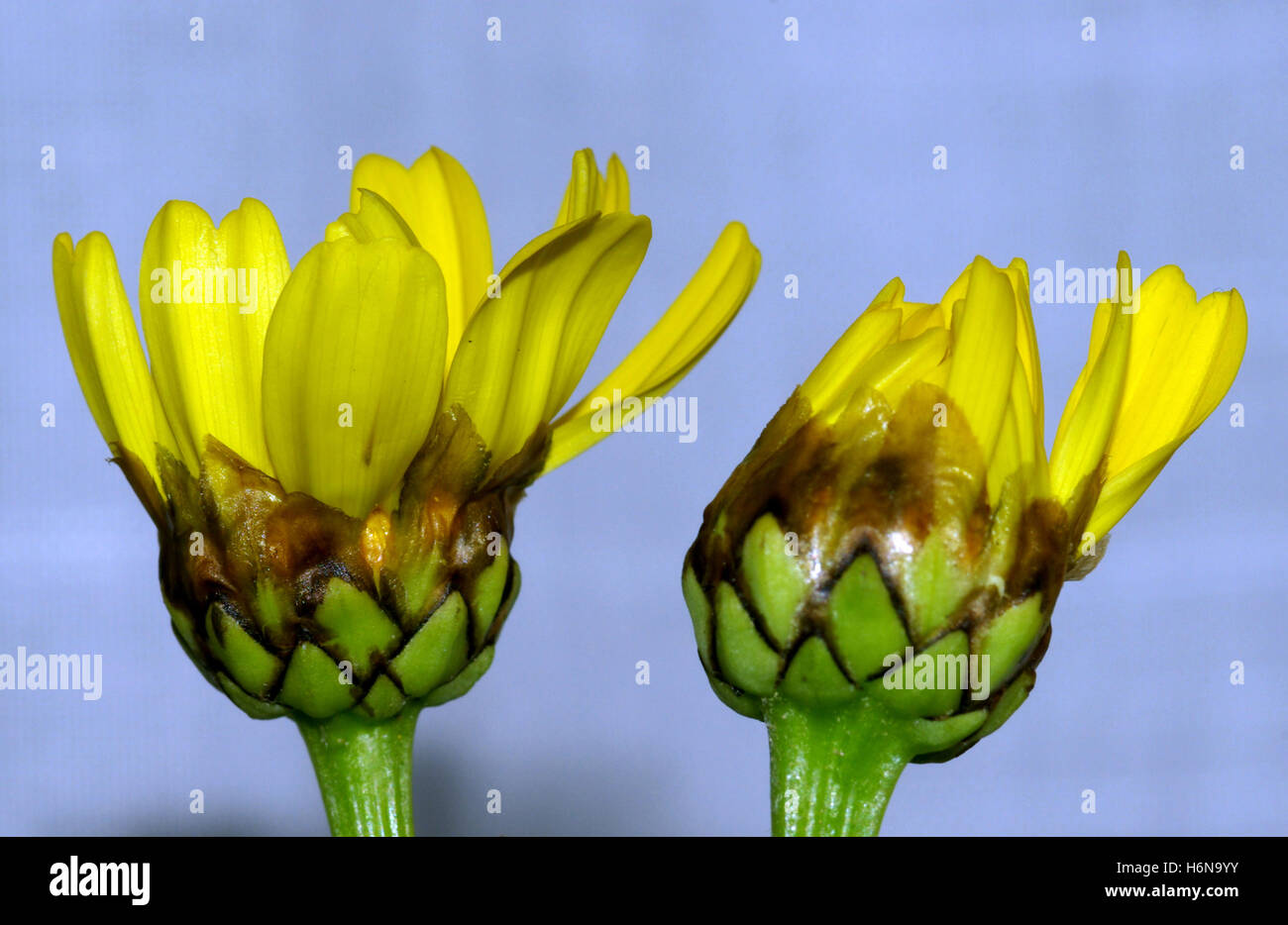 Yellow daisy flower hi-res stock photography and images - Alamy