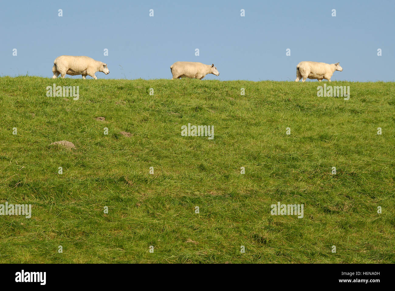 Animals of the north hi-res stock photography and images - Alamy