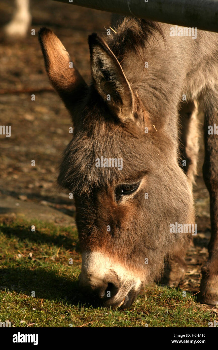 Animals used for farming hi-res stock photography and images - Alamy