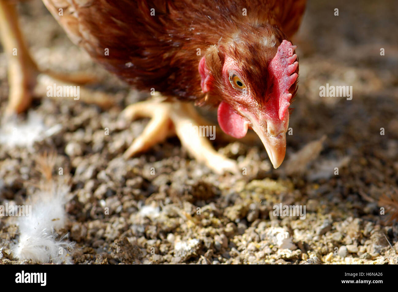 Forage animals hi-res stock photography and images - Alamy