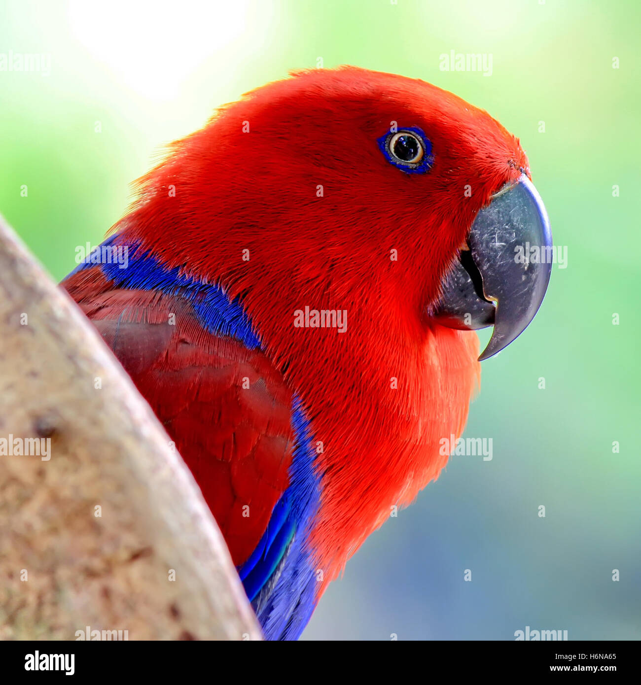 Parrot wallpaper hi-res stock photography and images - Alamy