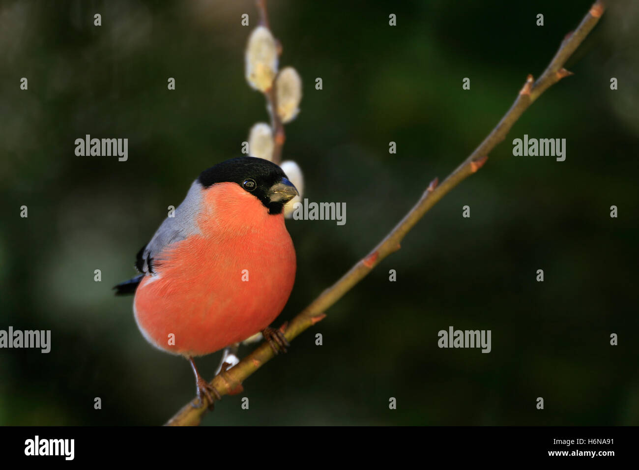 Gimpel hi-res stock photography and images - Alamy