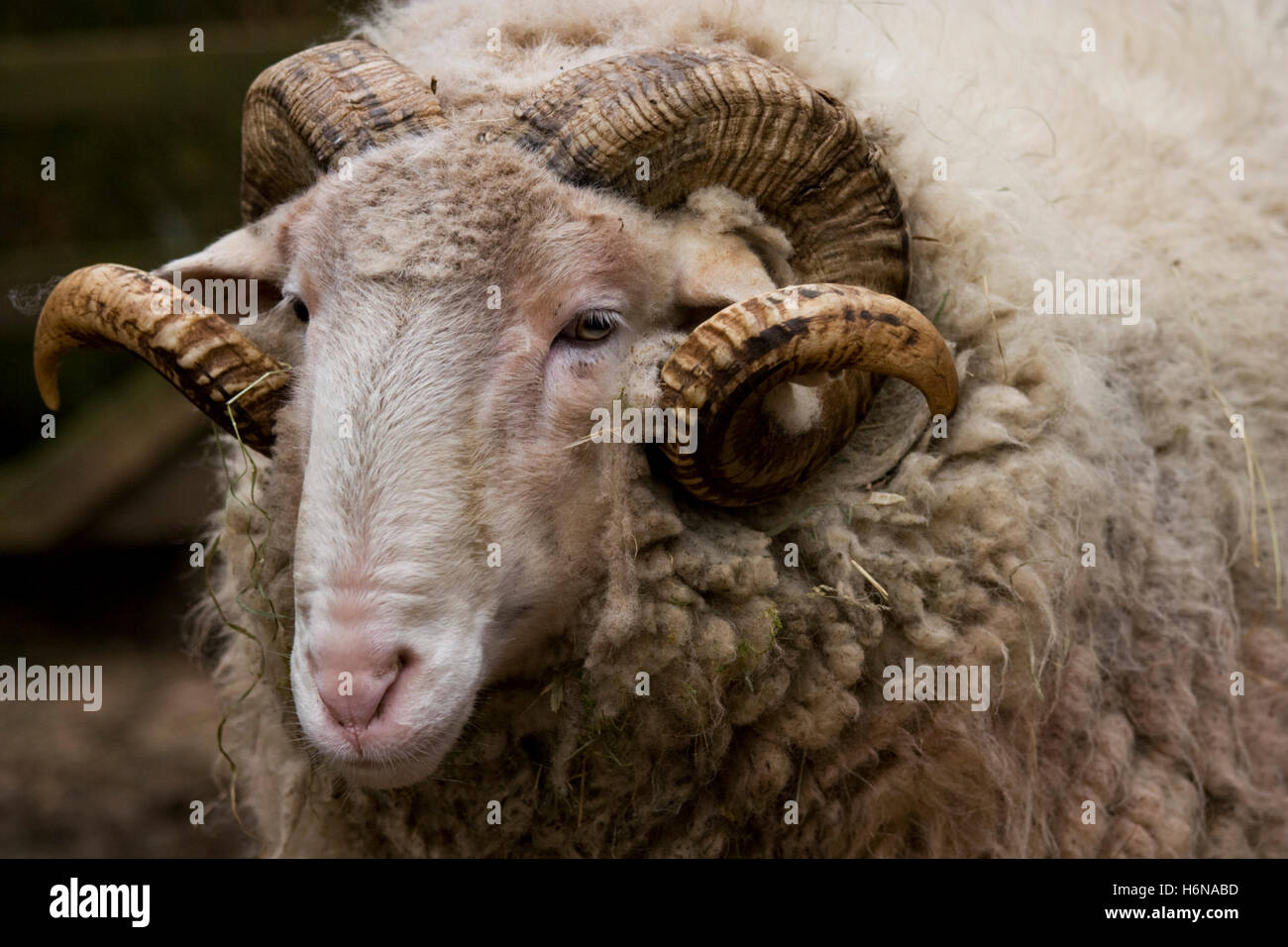 Sheep mammals with wool hi-res stock photography and images - Alamy
