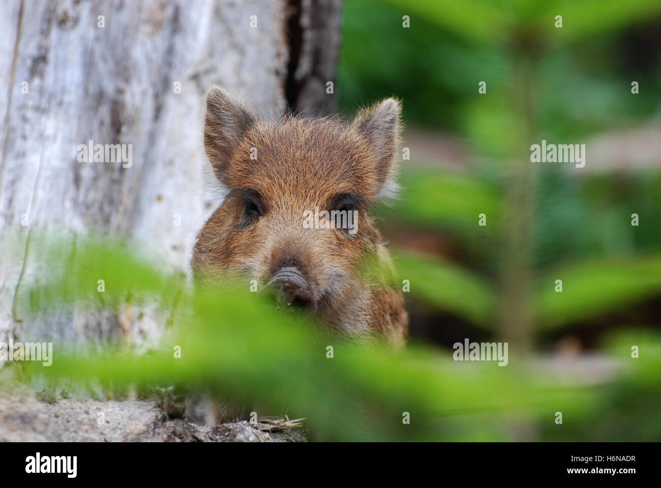Pig chase hi-res stock photography and images - Alamy
