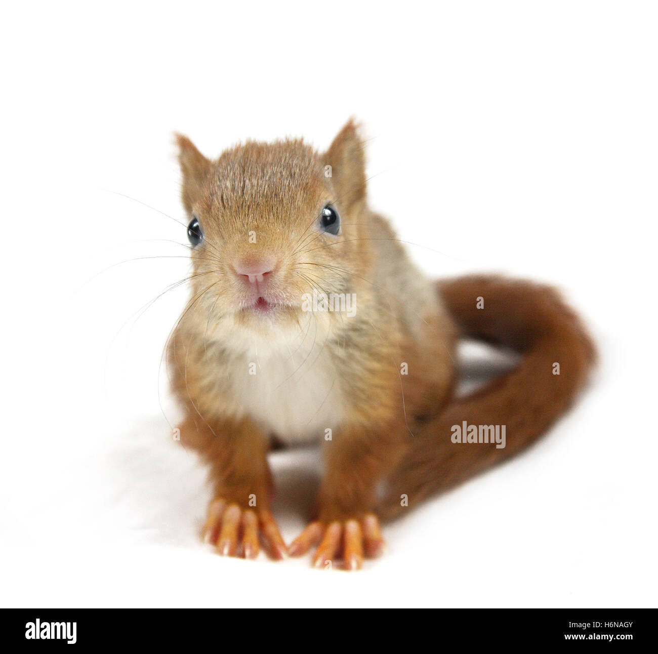 Kindchenschema Cut Out Stock Images & Pictures - Alamy