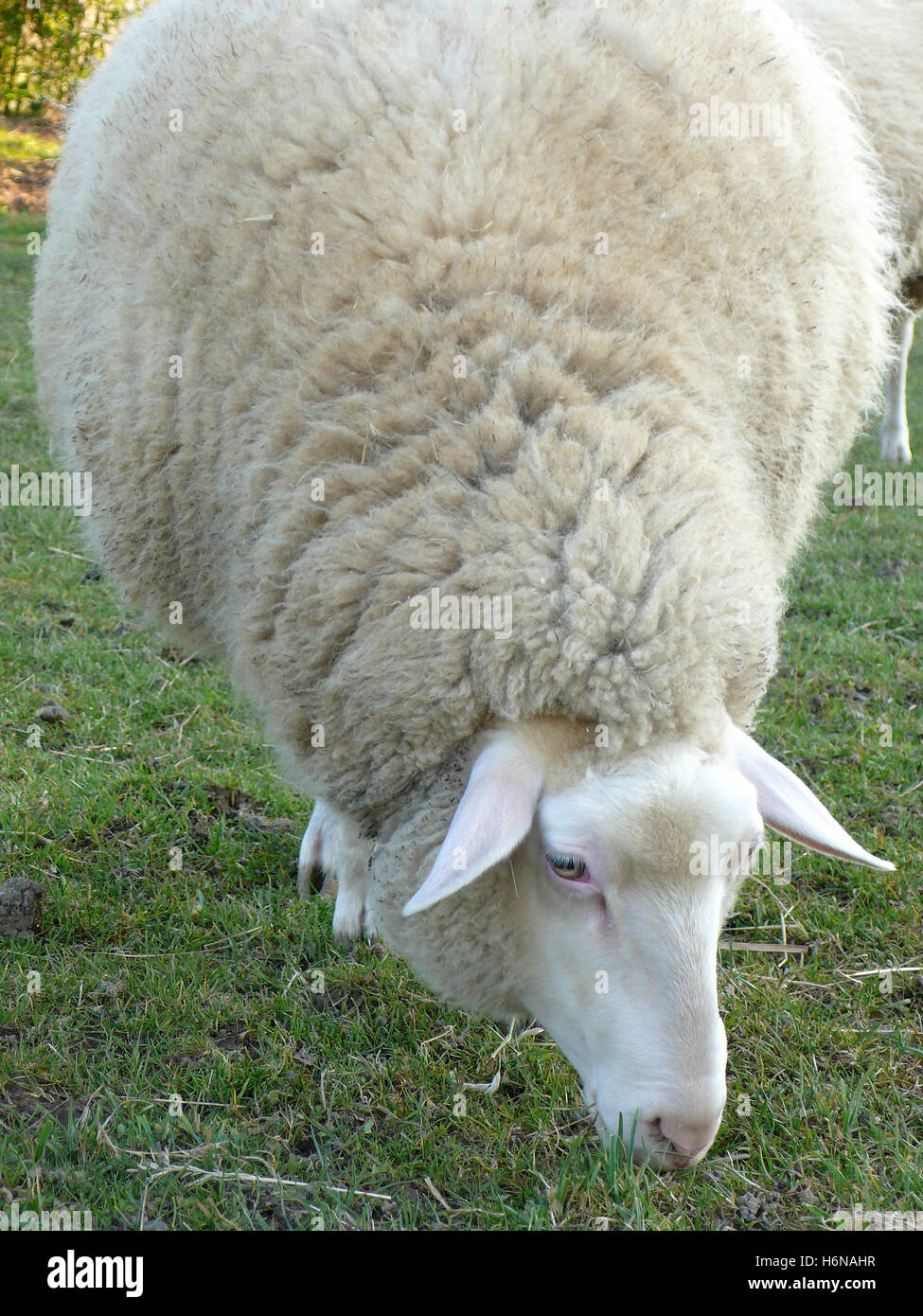 Willow sheep hi-res stock photography and images - Alamy