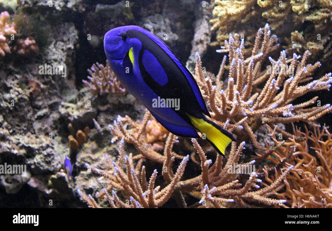 Paracanthurus hi-res stock photography and images - Alamy