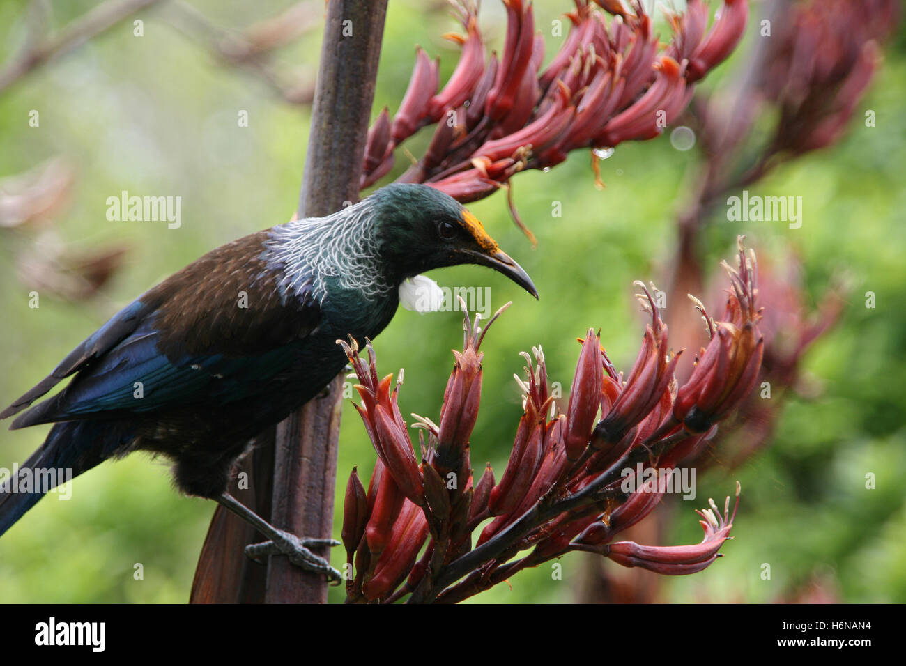 New zealand birds hi-res stock photography and images - Alamy