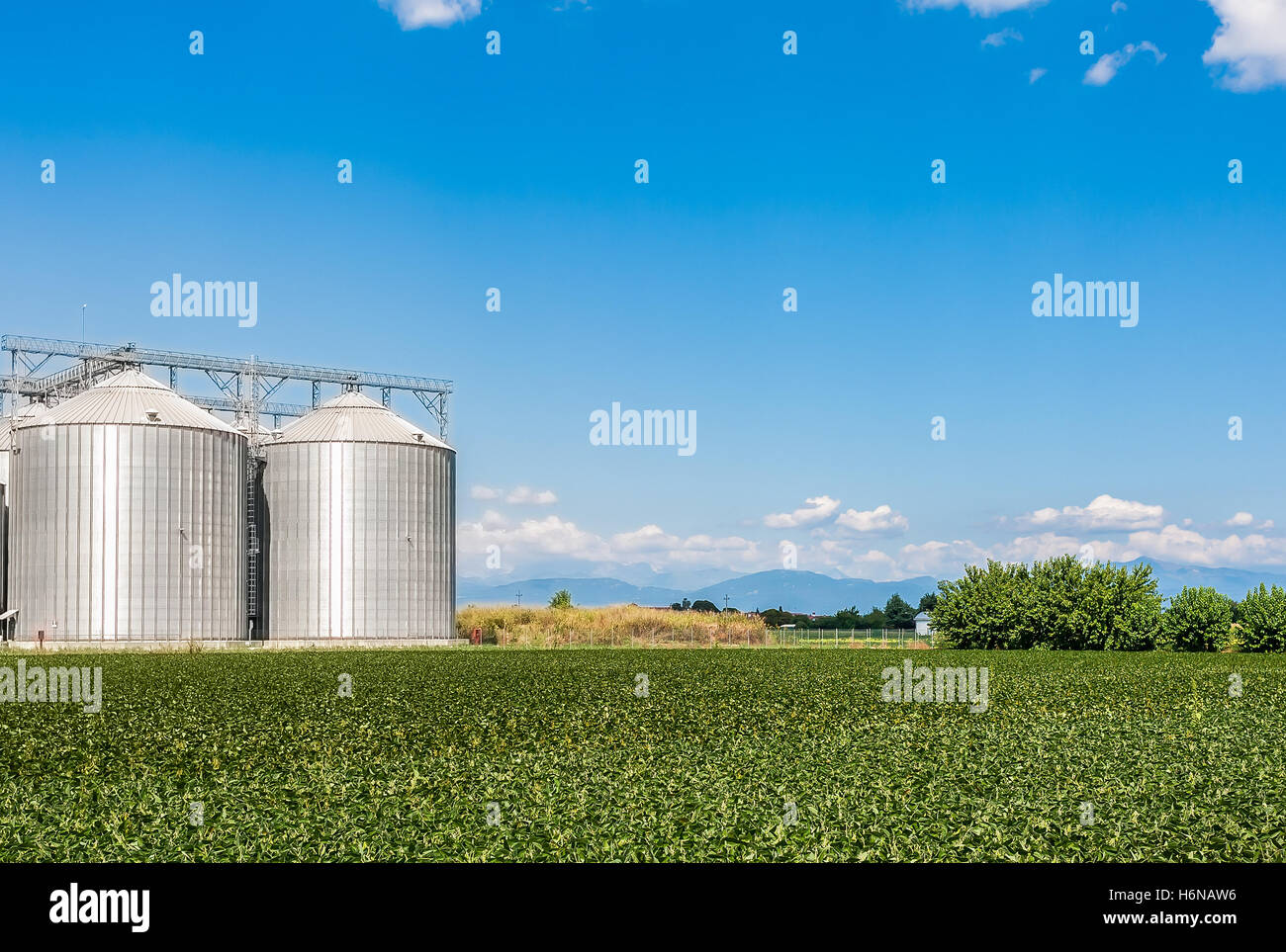 Soybean plant hi-res stock photography and images - Alamy
