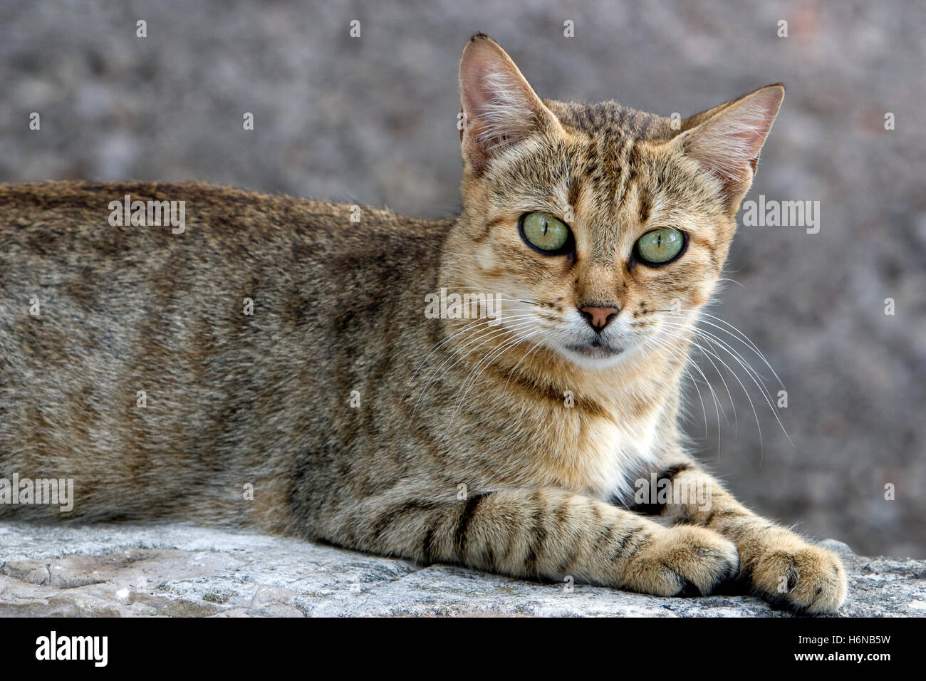 Stubentiger hi-res stock photography and images - Alamy