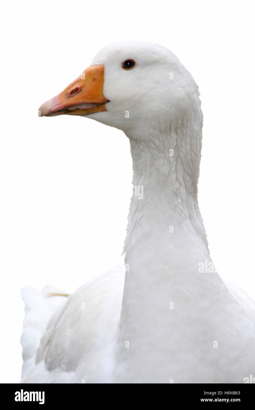 Poultry and goose hi-res stock photography and images - Alamy