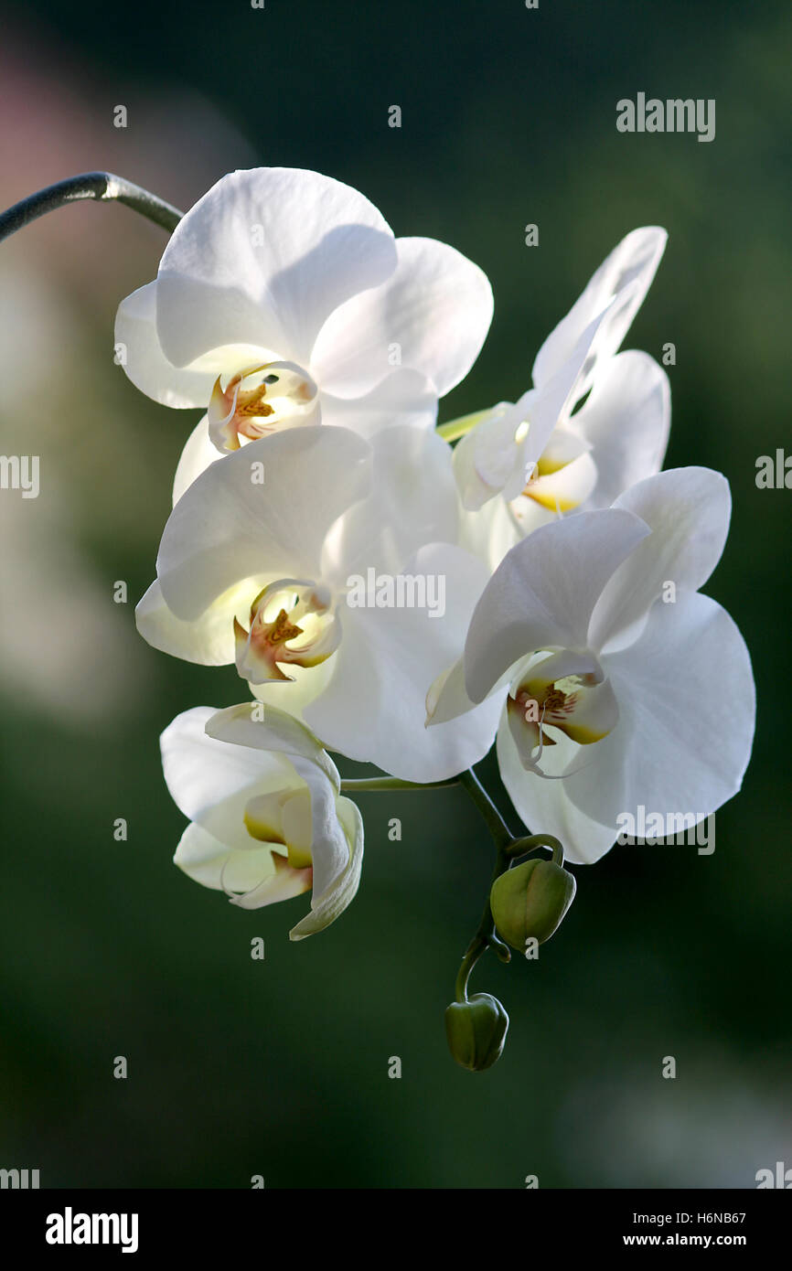 Backdrop of pale green plants hi-res stock photography and images - Alamy