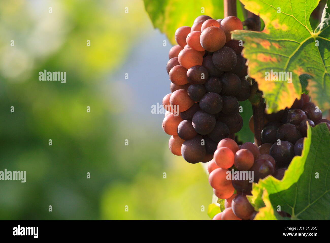 Markgraflerland hi-res stock photography and images - Alamy