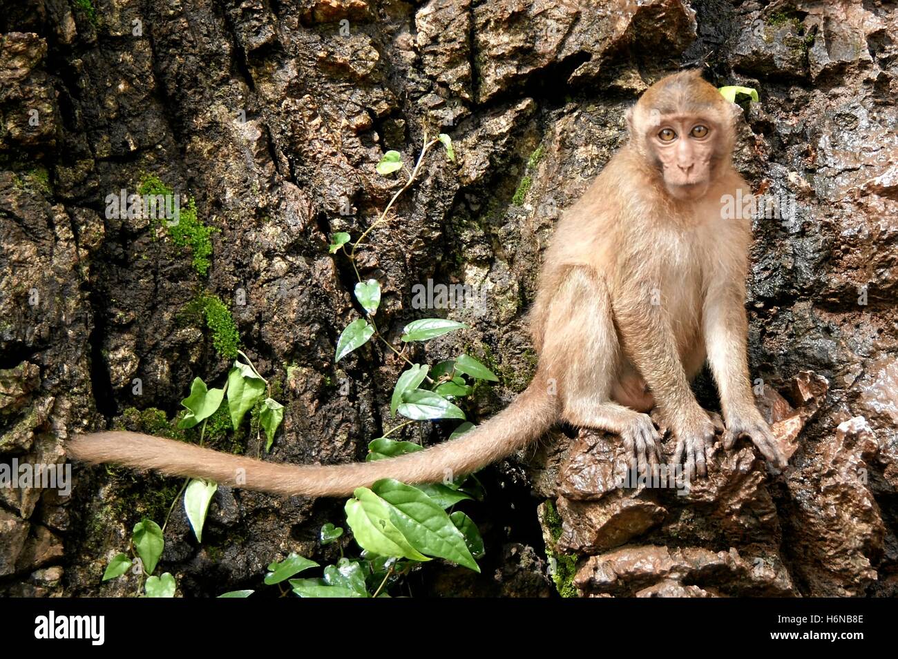 Mammals of asia hi-res stock photography and images - Alamy