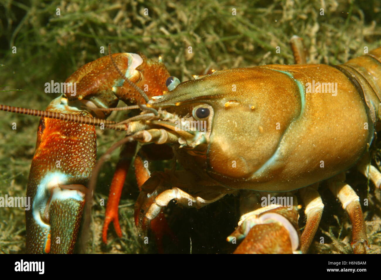 Crustaceans underwater hi-res stock photography and images - Alamy