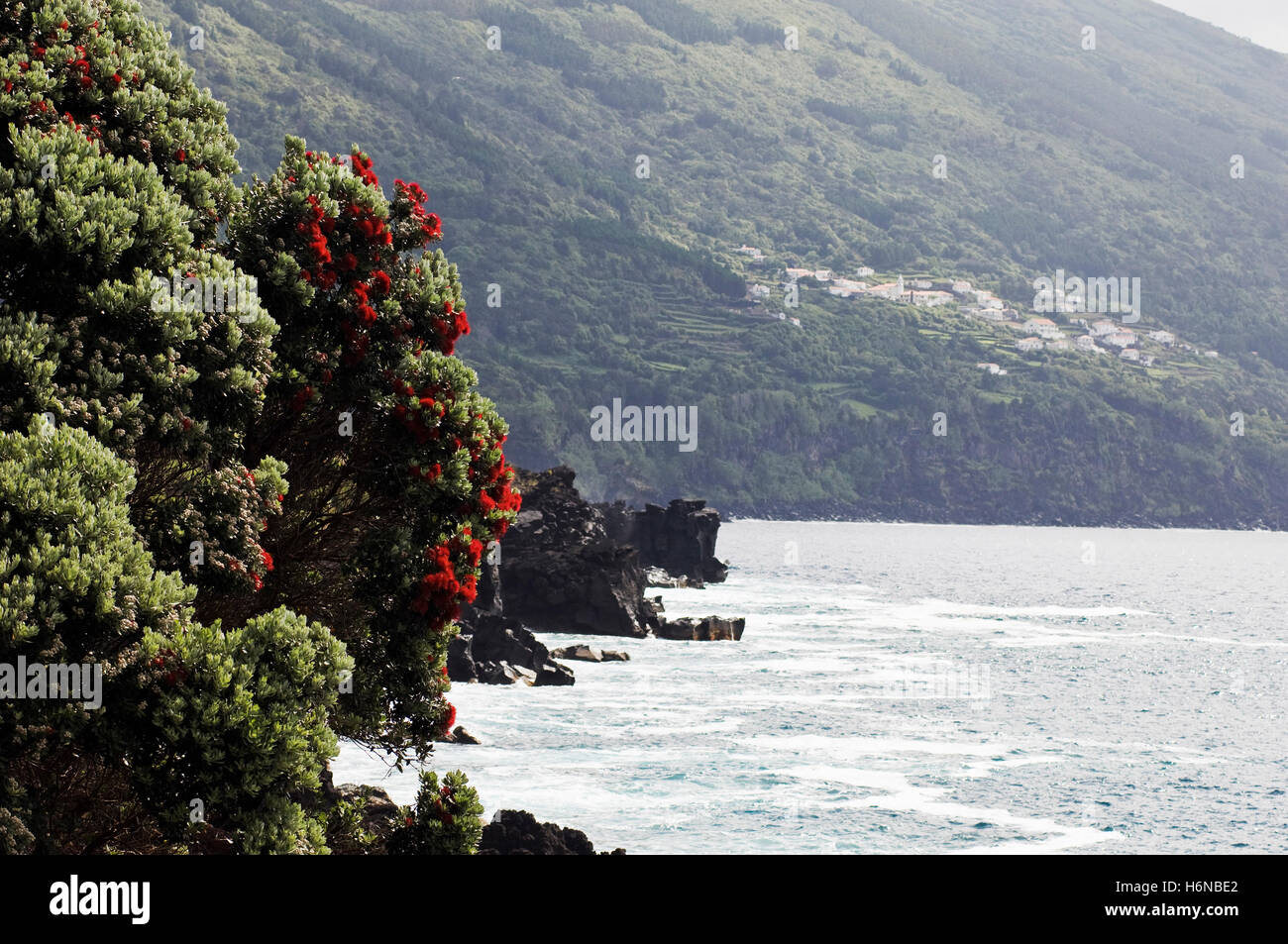 Foreground flowers flowering shrub bush hi-res stock photography and ...