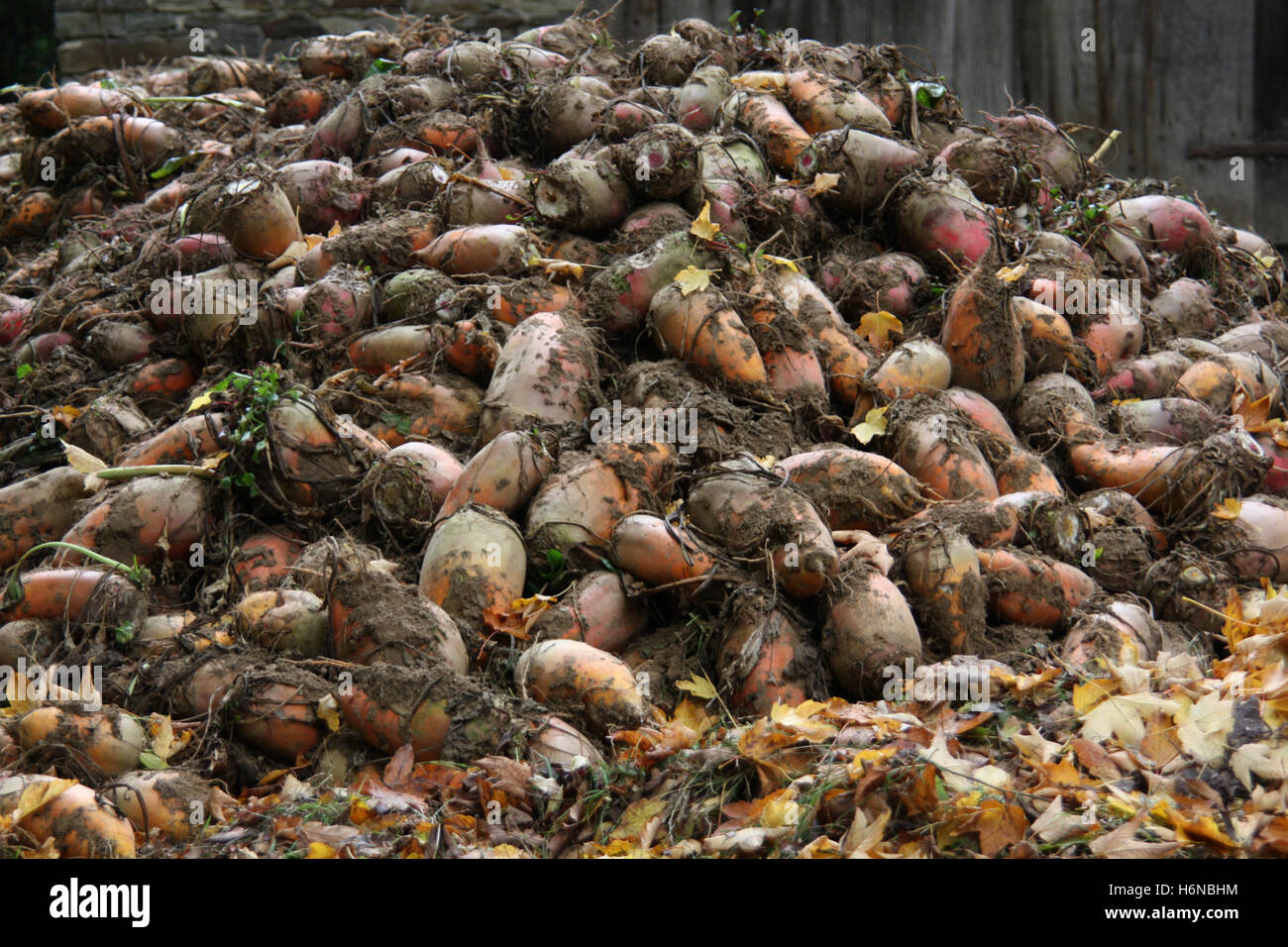 Vieh mangold hi-res stock photography and images - Alamy