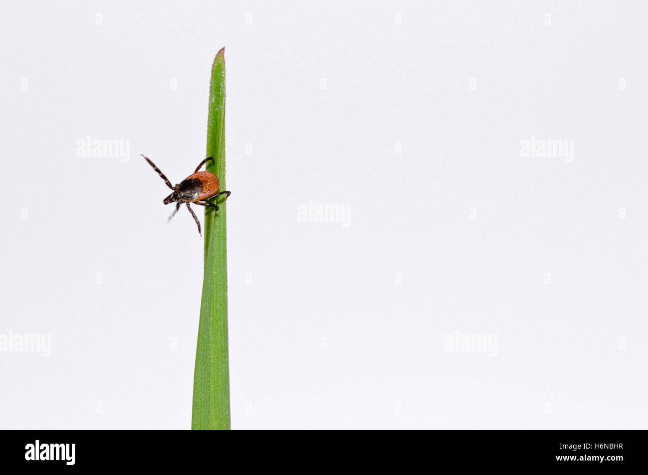 Zeckenbiss hi-res stock photography and images - Alamy