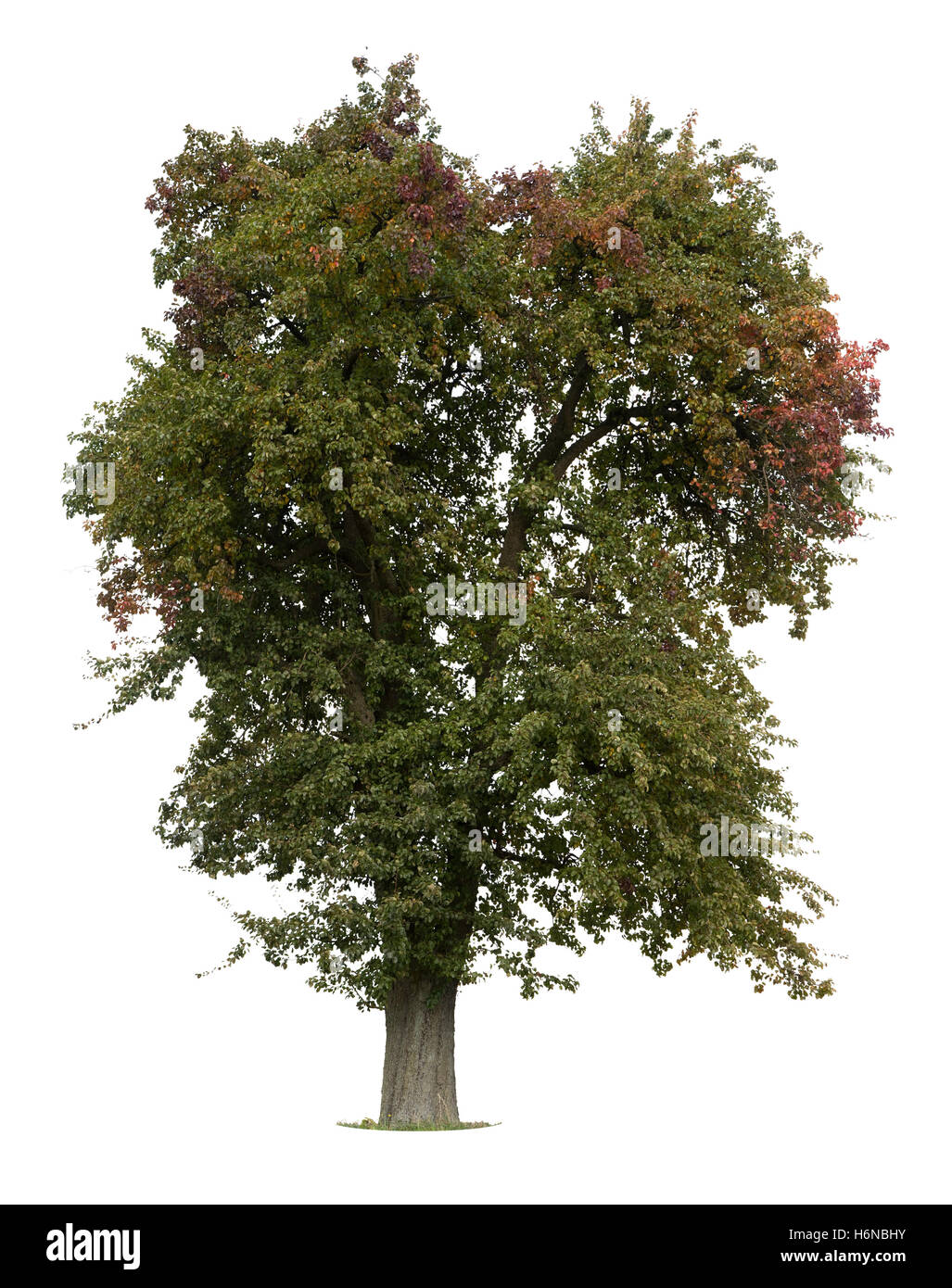 Tall trees woods forest Cut Out Stock Images & Pictures - Alamy