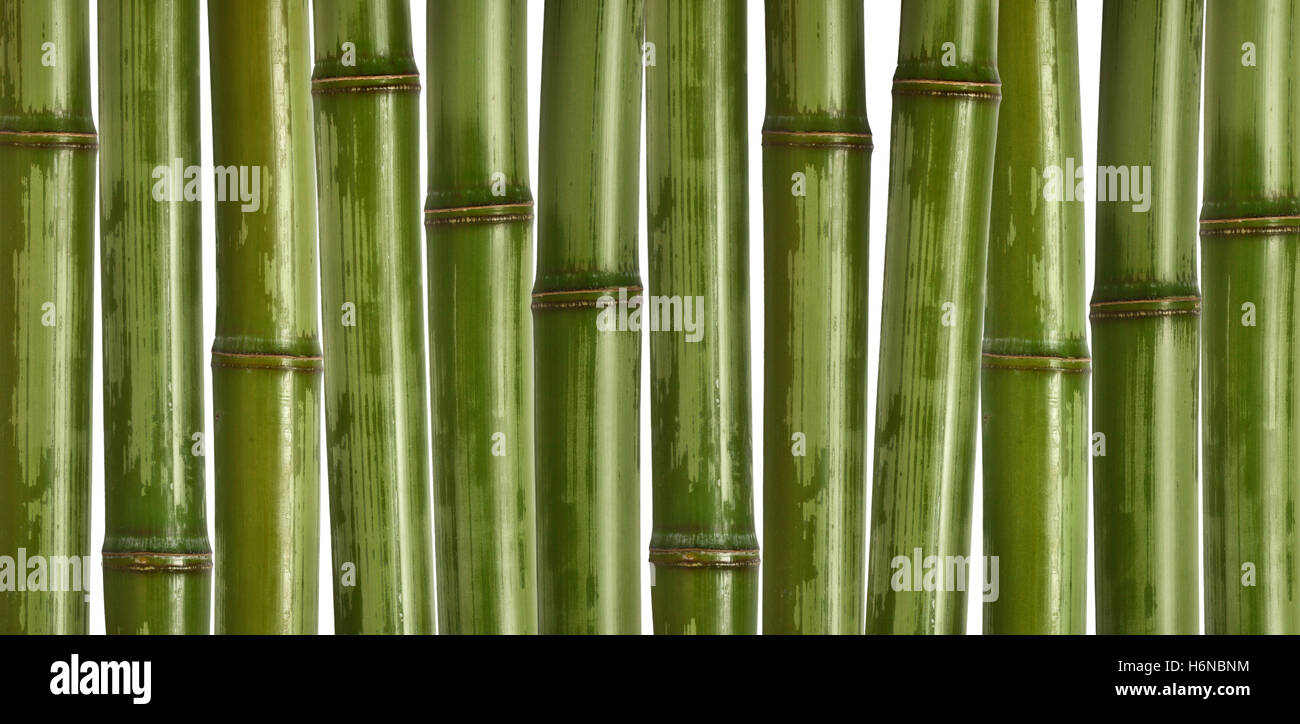 Japanese hop plant leaves hi-res stock photography and images - Alamy
