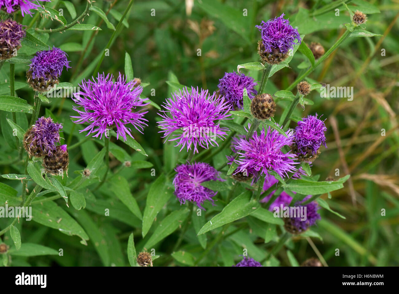 Purple flowers of greater knapweed, Centaurea cyanus, Berkshire, July ...