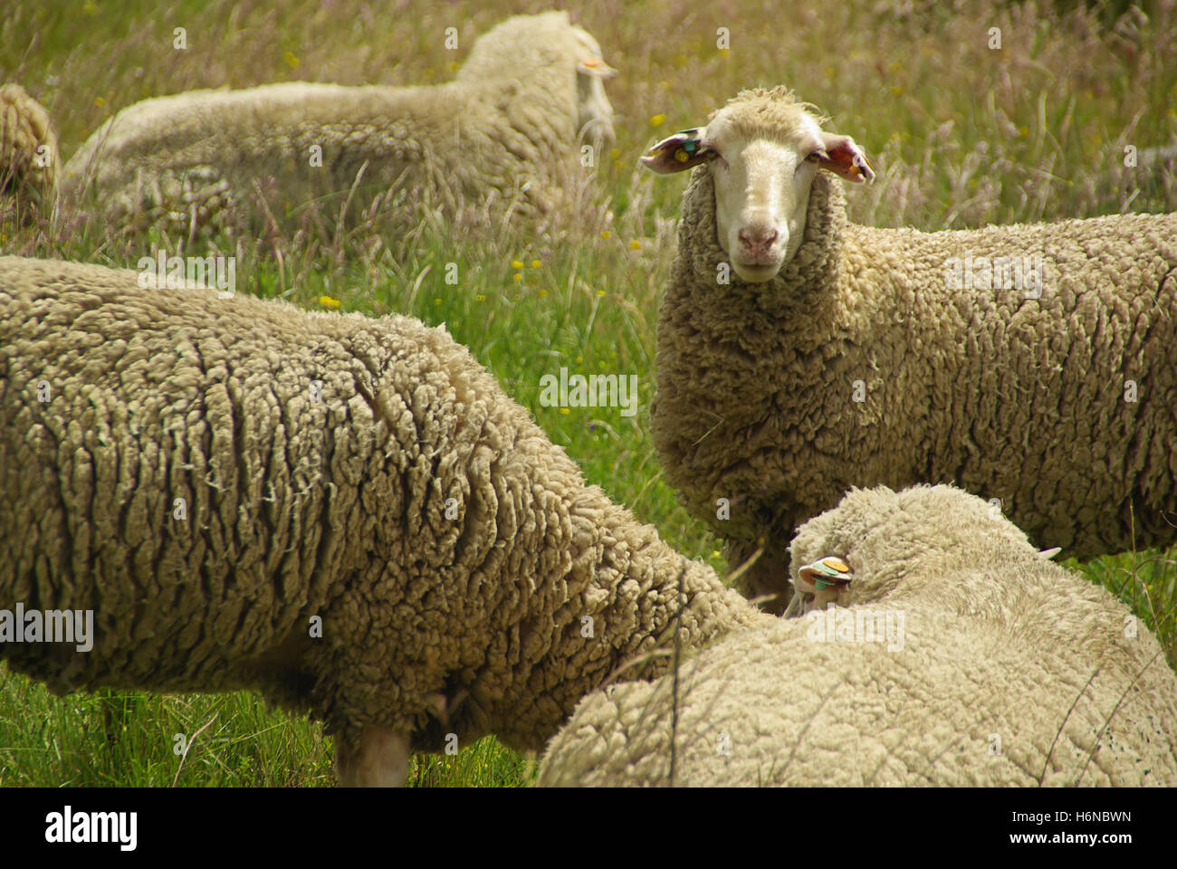 Useful animals for wool hi-res stock photography and images - Alamy