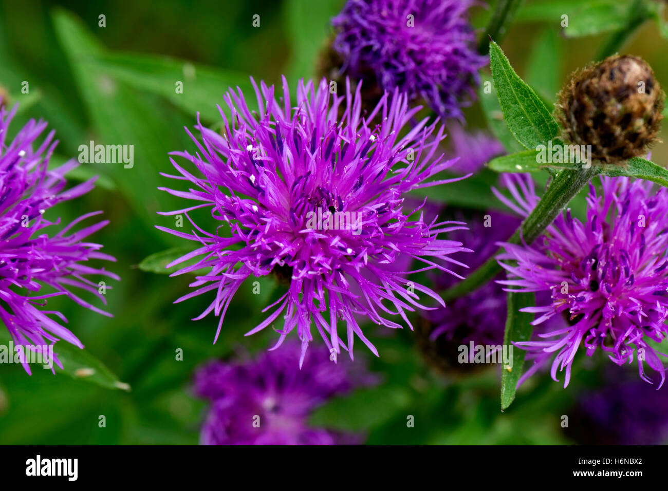 Purple flowers of greater knapweed, Centaurea cyanus, Berkshire, July ...