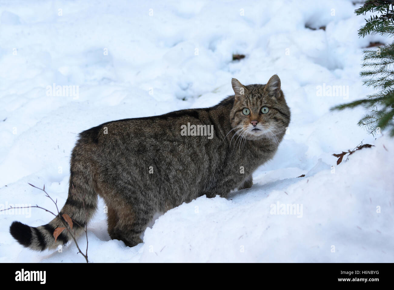 Rare wildcat hi-res stock photography and images - Alamy